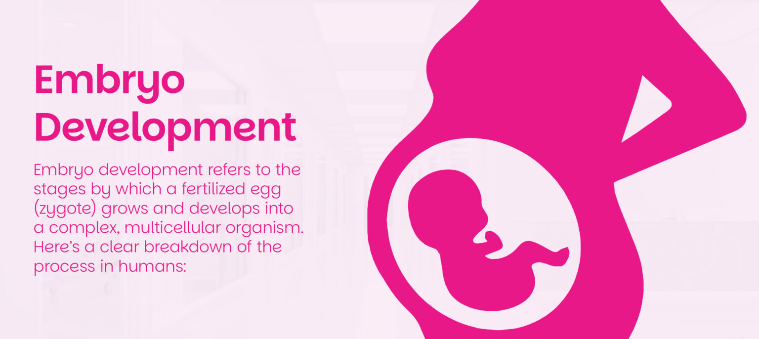 What Is Embryo Development? - Welcome To Vrinda Fertility